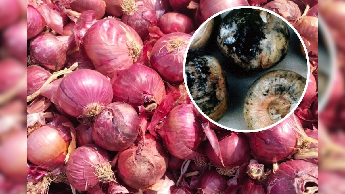 Health Tips : कांद्यावरील काळपट थर ठरू शकतो घातक! विषासारखे करतो काम ...