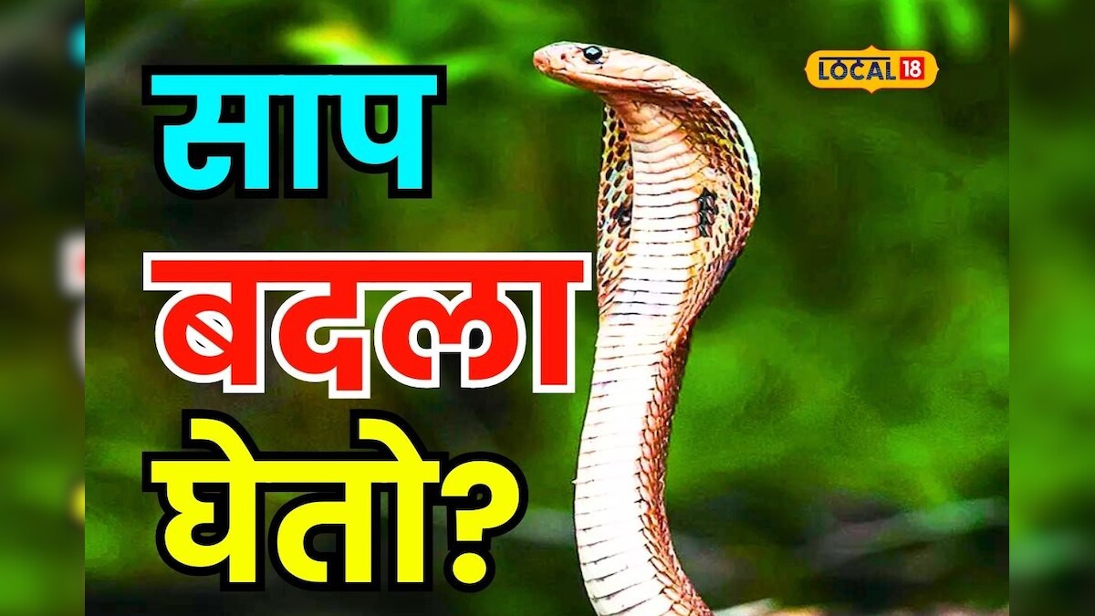 साप बदला घेतो? नागमणीचं सत्य काय?; नागपंचमीनिमित्त दूर करा ‘हे’ गैरसमज ...