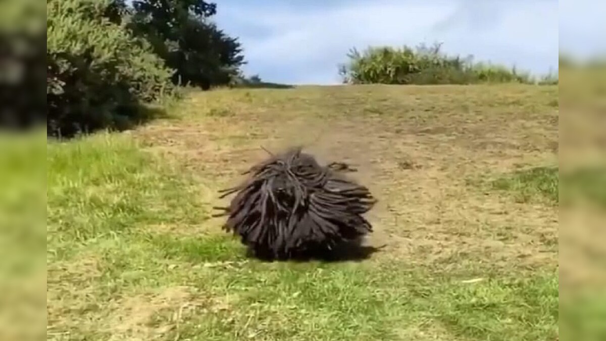 Weird Animal : बापरे! हा भयानक विचित्र जीव सोशल मीडियावर Viral; नाव ...