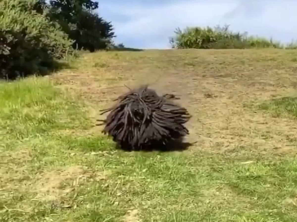 Weird Animal : बापरे! हा भयानक विचित्र जीव सोशल मीडियावर Viral; नाव ...