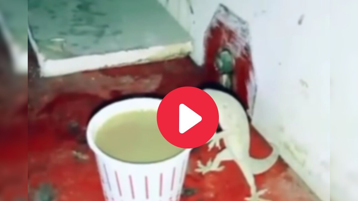 पाल निघाली चहाप्रेमी, हटक्या अंदाजात चहा पिताना VIDEO व्हायरल – News18 मराठी