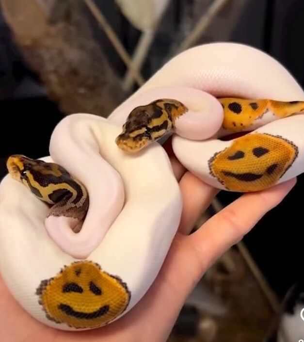 Oh So cute! 'हसरा अजगर', ज्याला पाहताच तुमच्याही चेहऱ्यावर हसू फुलेल ...