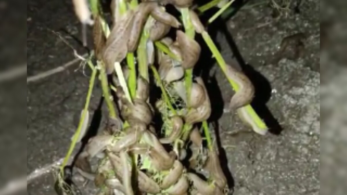 गोगलगायकडून रात्रीच्यावेळी पिकं फस्त... Viral Video ने सर्वच अवाक् ...