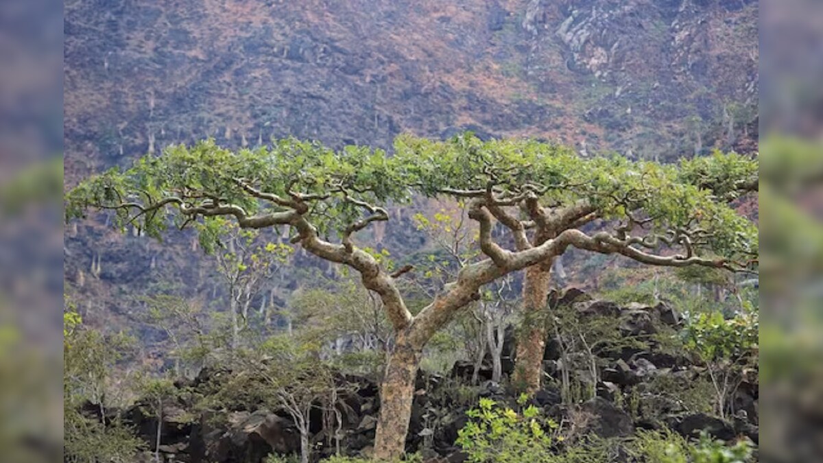 संजीवनीसारखं 'चमत्कारिक' झाड; कॅन्सरसह 100 गंभीर आजारांवर रामबाण उपचार ...