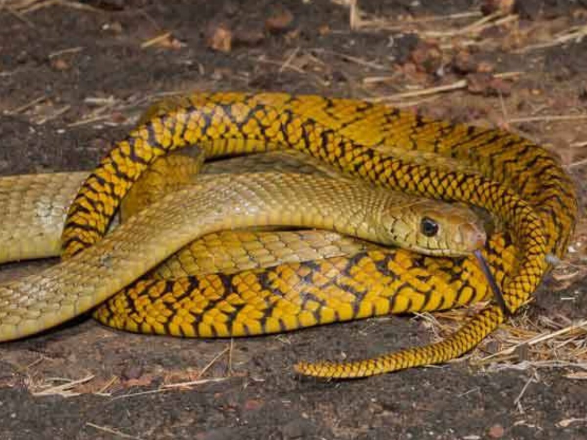 PHOTOS: साप गायीचे पाय बांधून दूध पितो का? वन्यजीव तज्ञांनी सांगितलं ...