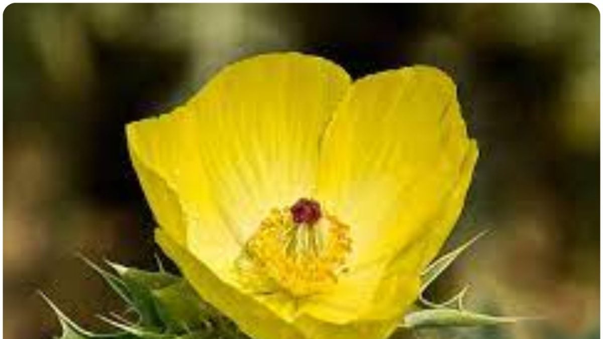 Satyanashi Plant : कुठेही उगवते हे 'सत्यनाशी' फुल! तुम्हाला या ...