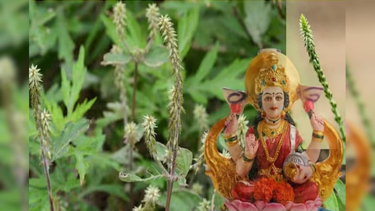 Vastu Tips: आघाडा नेईल आघाडीवर! या वनस्पतीच्या 5 सोप्या उपायांनी मोठ्या ...