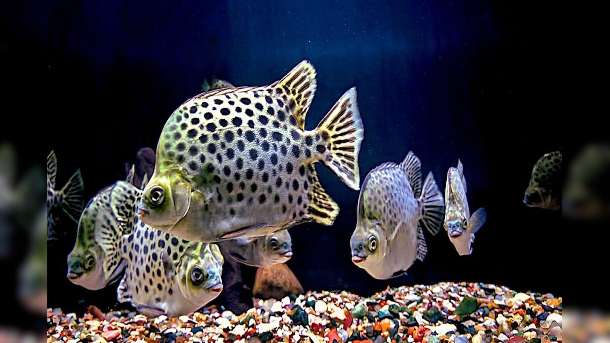 चुकूनही खाऊ नका 'हा' मासा, मोठे खवय्ये असलात तरी! नाहीतर उद्याचा दिवस ...