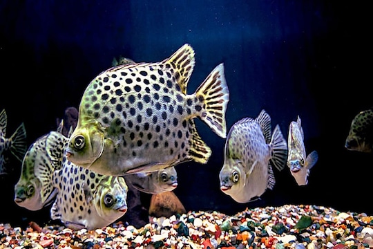 चुकूनही खाऊ नका 'हा' मासा, मोठे खवय्ये असलात तरी! नाहीतर उद्याचा दिवस ...