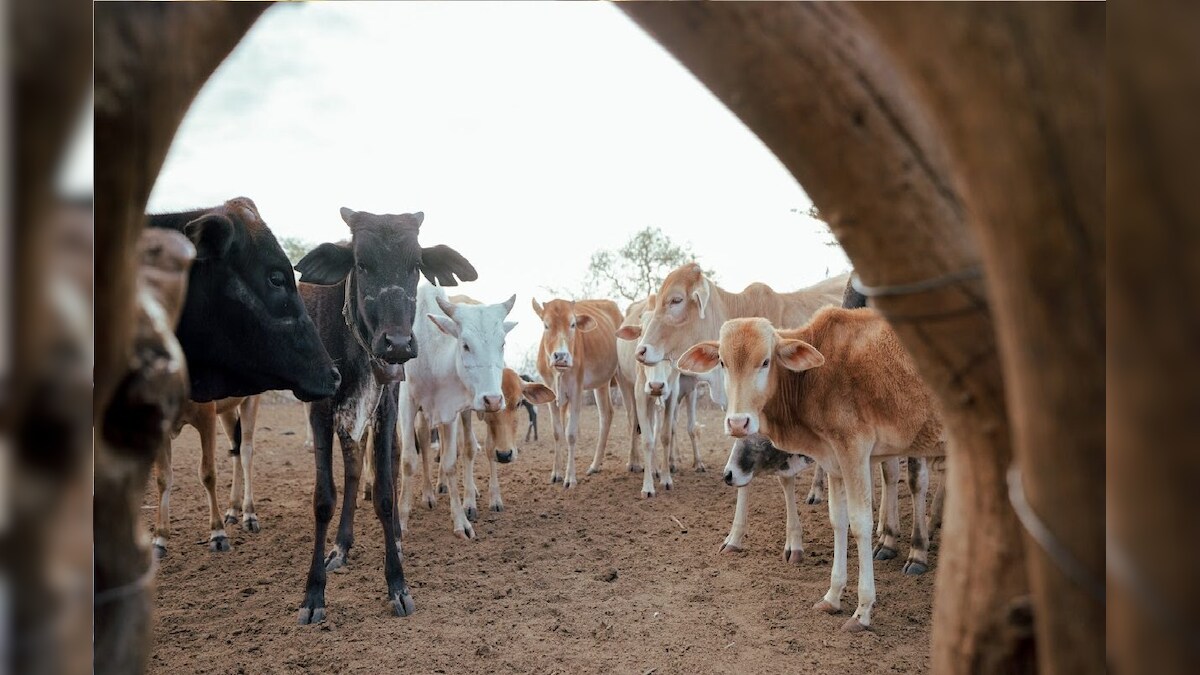 गाईचं रक्त का पितात ही लोक? आपल्या जवळच्या माणसाचा मृत्यू झाला तर ...