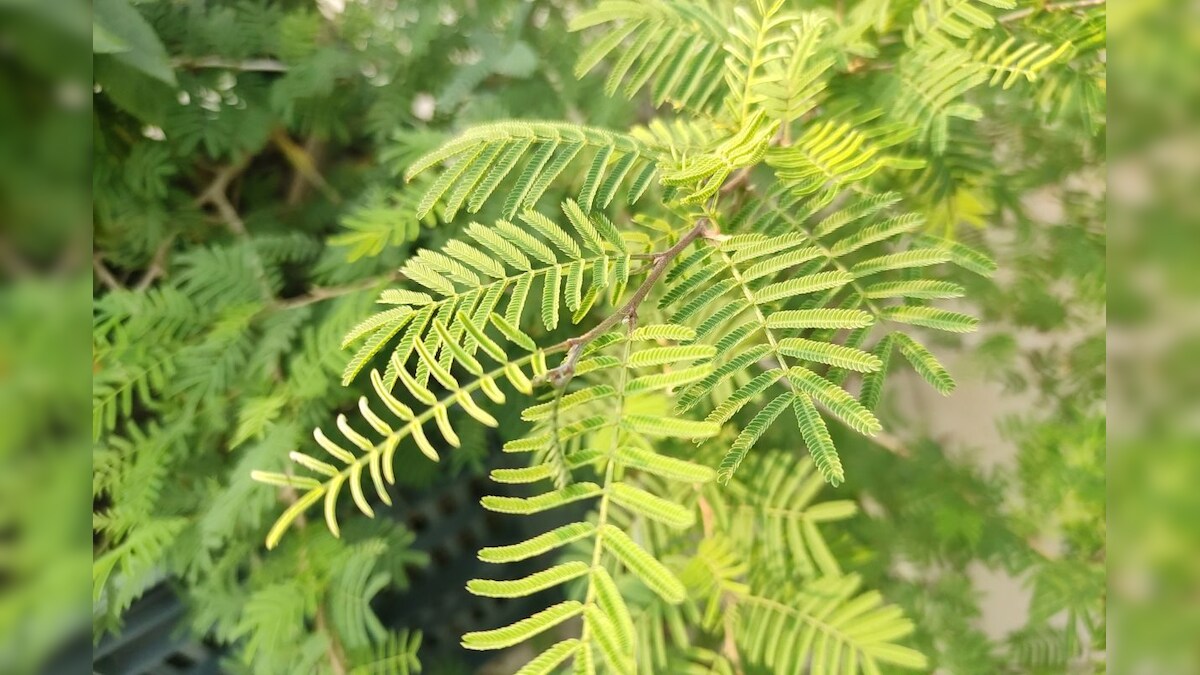 Vastu Tips : वास्तूनुसार शमी हे रोप आहे शुभ, घरात ठेवल्याने दूर होईल ...