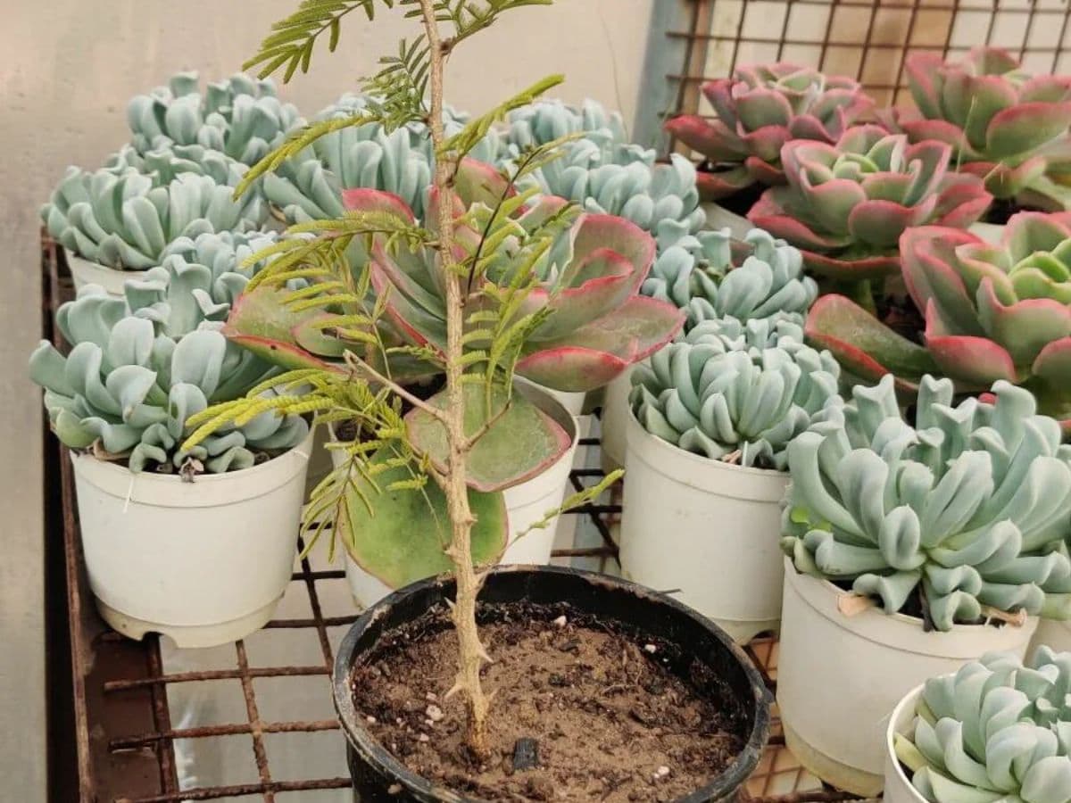 Vastu Tips : वास्तूनुसार शमी हे रोप आहे शुभ, घरात ठेवल्याने दूर होईल ...