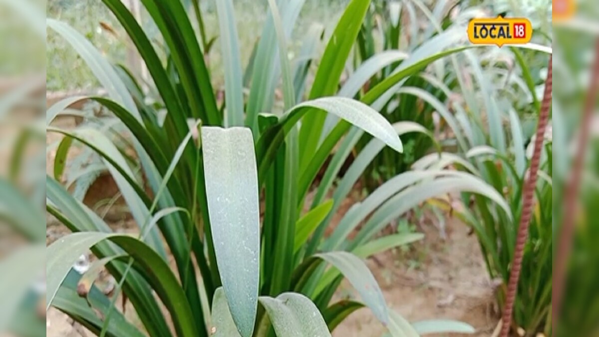 संजीवनी बूटीपेक्षा कमी नाही 'ही' वनस्पती, सांधेदुखी सह अनेक आजारांवर ...