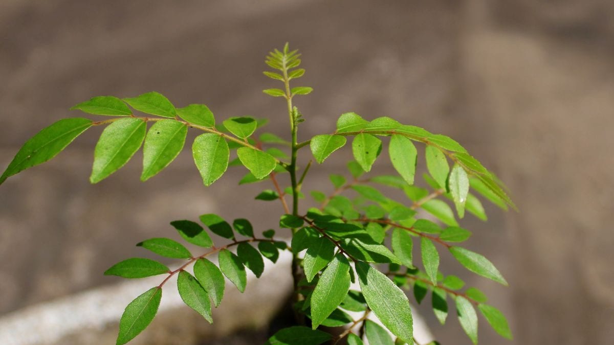 Benefits of curry leaves : कडिपत्त्याच्या पानांचा औषधी उपयोग, पोटाच्या ...