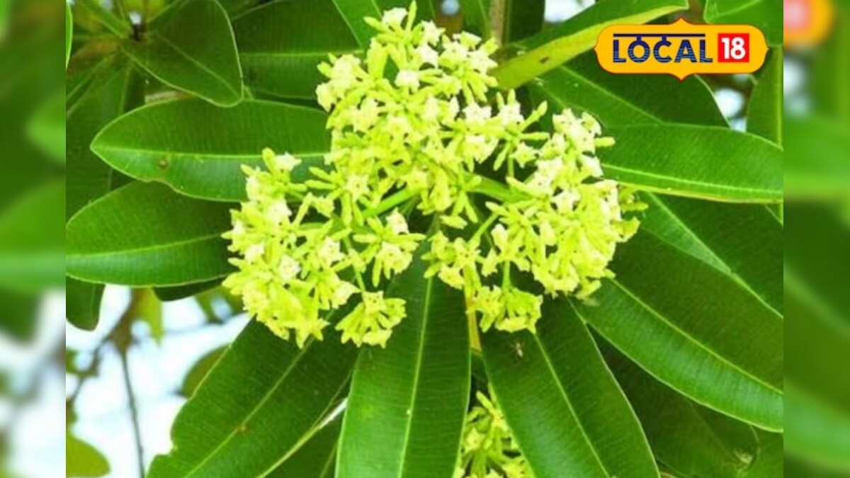 नपुंसकता, अशक्तपणा करते दूर; आजारांचा जणू यमराज आहे ही वनस्पती – News18 ...