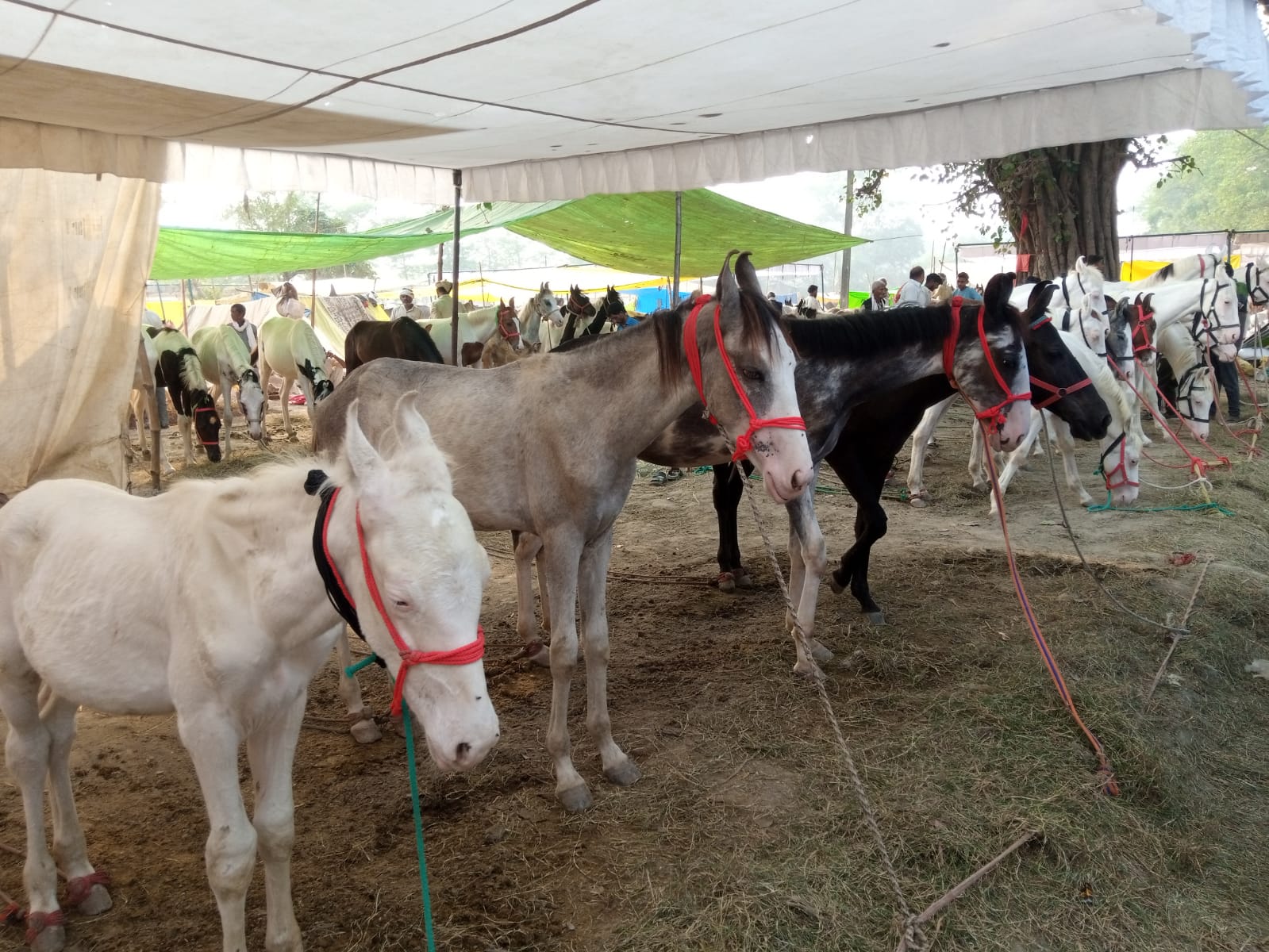 PHOTOS : हा काही असा तसा घोडा नाही, या किंमतीत एखादी शानदार SUV येईल – News18 मराठी