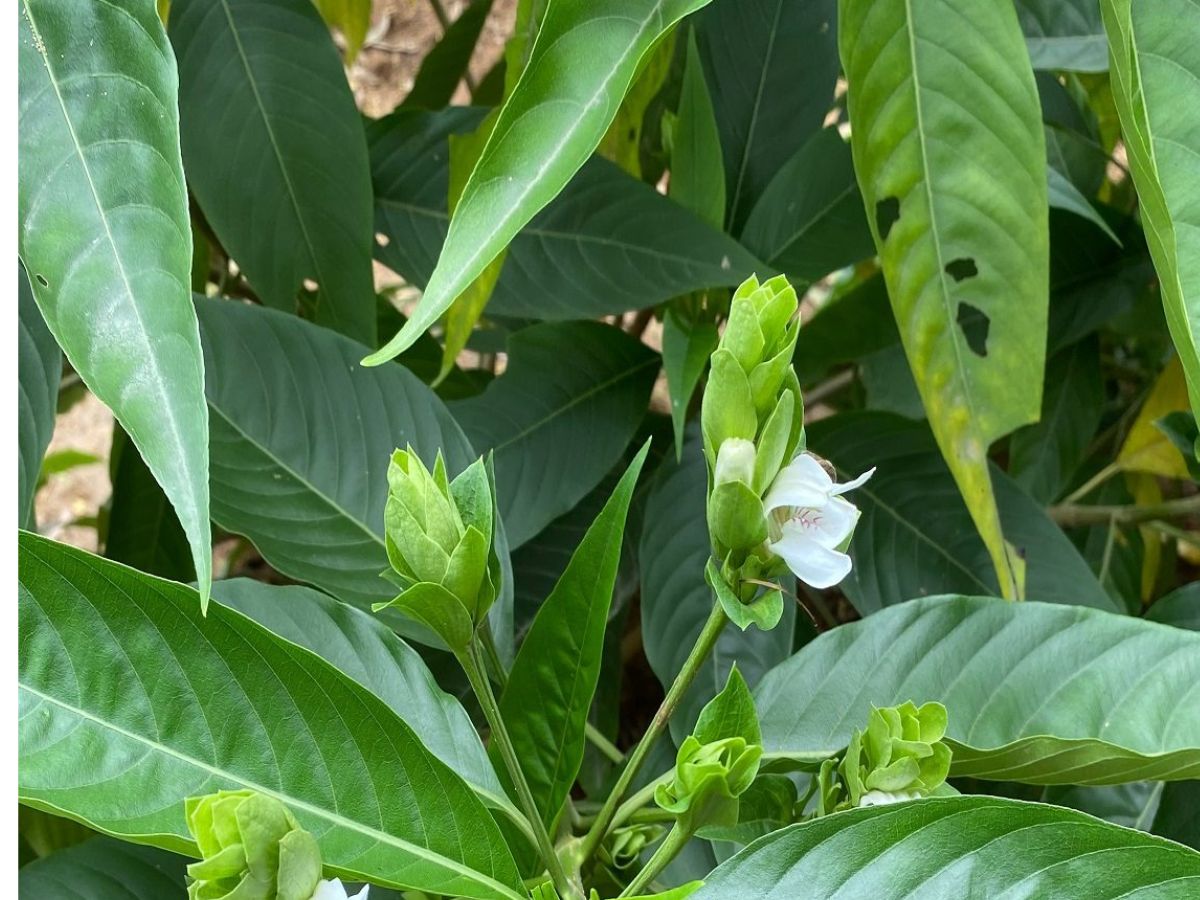 दिवाळीनंतर फुफ्फुसातील सर्व घाण साफ करतील ही पानं; सर्दी खोकलाही होईल ...