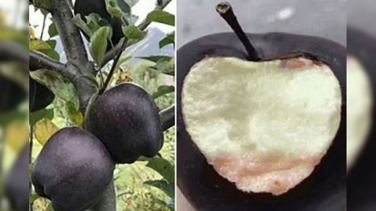 Black Diamond Apple : काळया रंगाचं सफरचंद तुम्ही कधी खाल्लंय? फायदे आणि ...