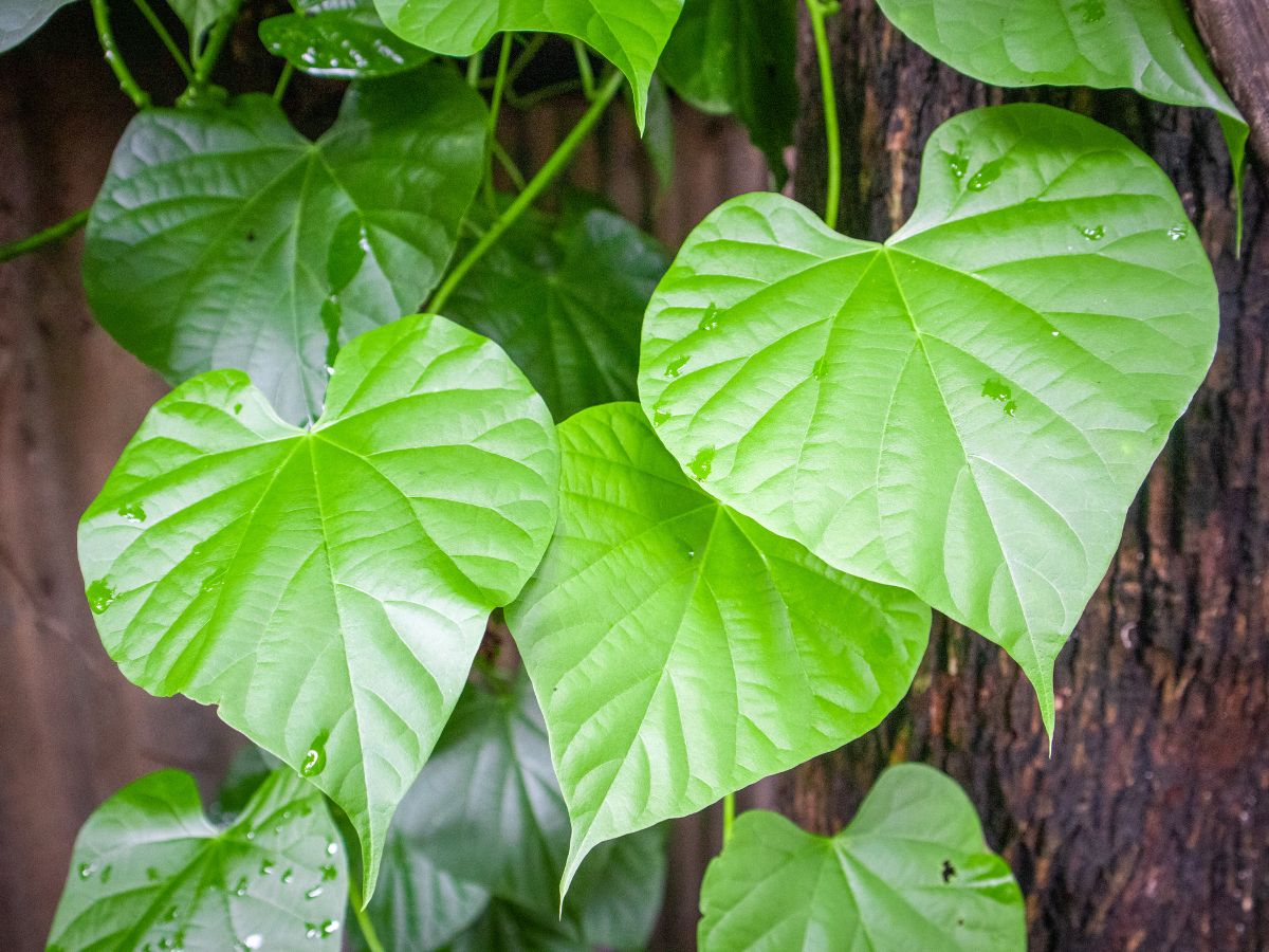 Giloy Benefits : हिवाळ्यात नक्की वापरा गिलोय, त्वचेपासून पोटापर्यंतच्या ...
