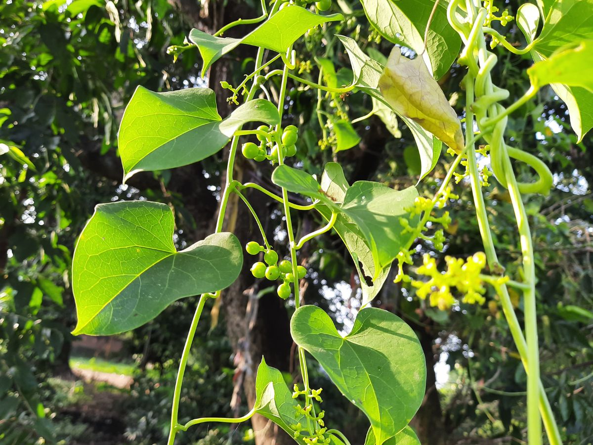 Giloy Benefits : हिवाळ्यात नक्की वापरा गिलोय, त्वचेपासून पोटापर्यंतच्या ...