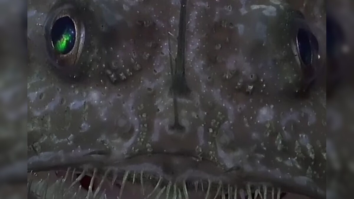 दगडासारखा दिसणारा हा भयानक जीव कोण? समजलं तर तुम्हाला विश्वास बसणार ...