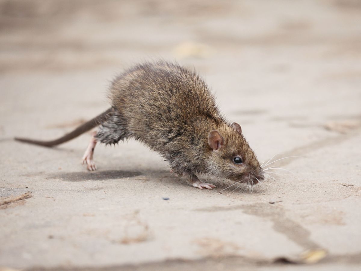 माणसांप्रमाणे कल्पना करु शकतात उंदीर, सतत डोक्यात असतात 'हे' विचार ...