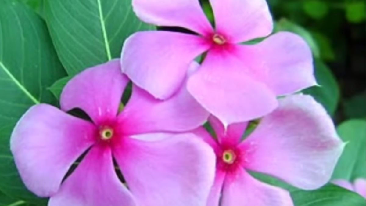 Lucky Flower: तुमचं लकी फुल माहीत आहे? जन्मतारखेच्या महिन्यानुसार या ...