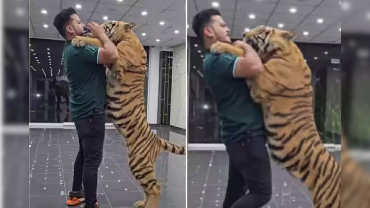 2 पायांवर उभा राहिला वाघ, व्यक्तीला वाटलं कौतुक; प्रेमाने मिठी मारली ...