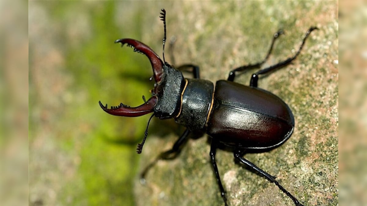 worlds most expensive insect : हा विचित्र किडा दिसला तर याला चुकूनही ...