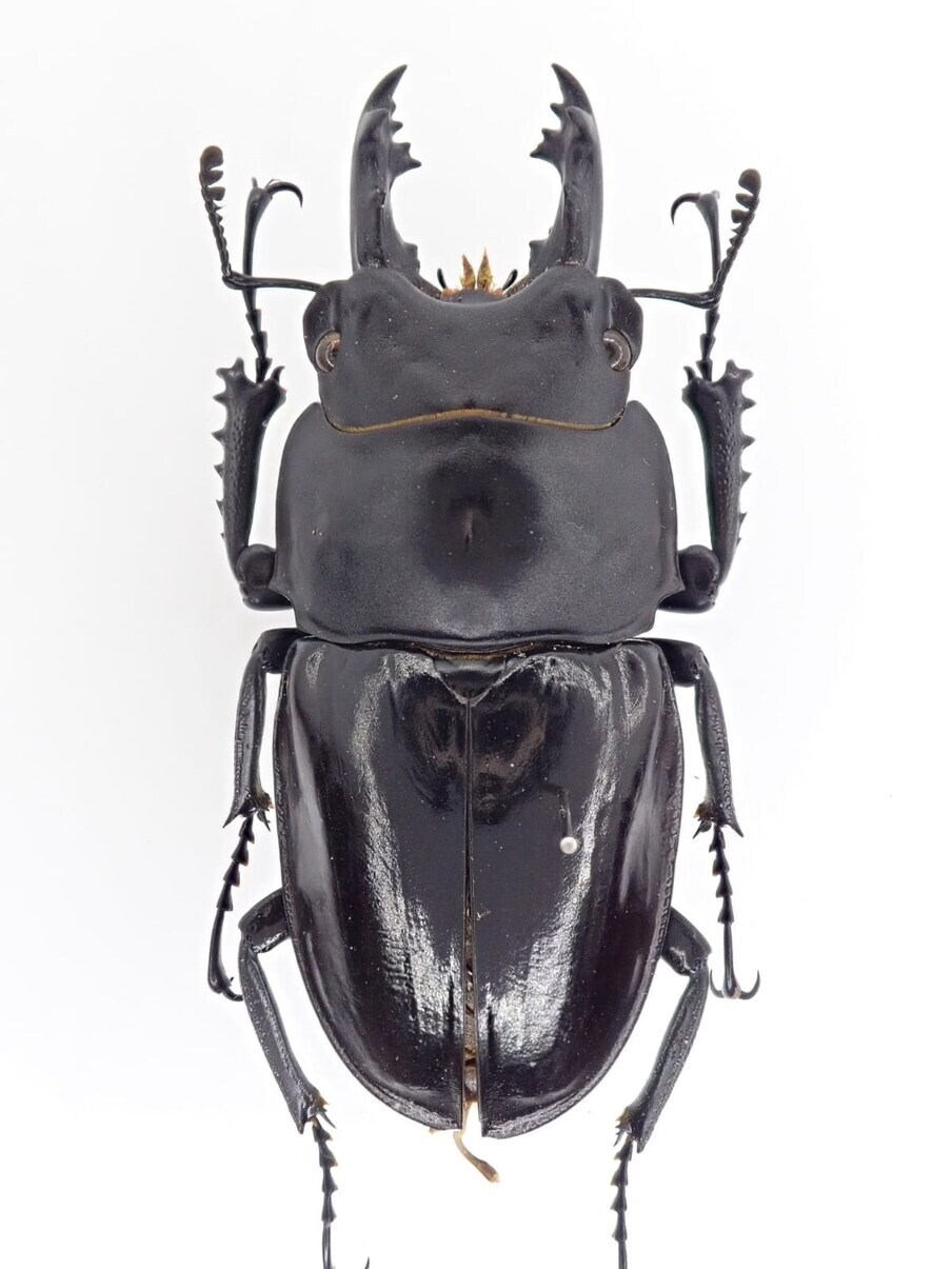 worlds most expensive insect : हा विचित्र किडा दिसला तर याला चुकूनही ...