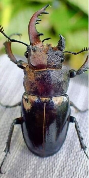 worlds most expensive insect : हा विचित्र किडा दिसला तर याला चुकूनही ...