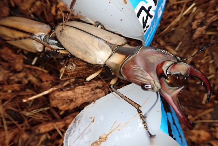 worlds most expensive insect : हा विचित्र किडा दिसला तर याला चुकूनही ...