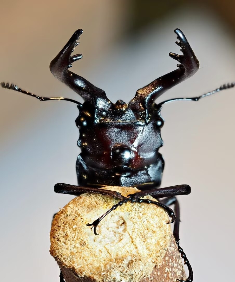 worlds most expensive insect : हा विचित्र किडा दिसला तर याला चुकूनही ...