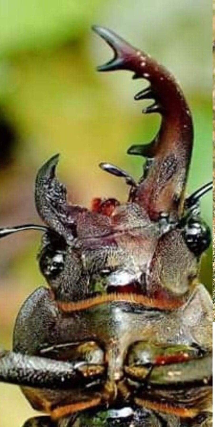 worlds most expensive insect : हा विचित्र किडा दिसला तर याला चुकूनही ...