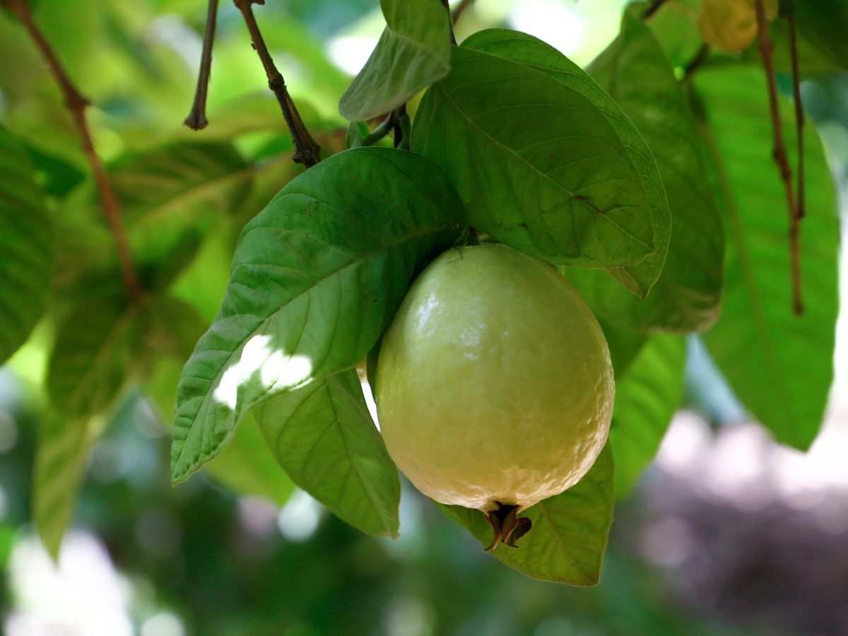 Guava Leaf Chatani : पेरूच्या पानांची चटणी या आजारांवर प्रभावी! उत्तम ...
