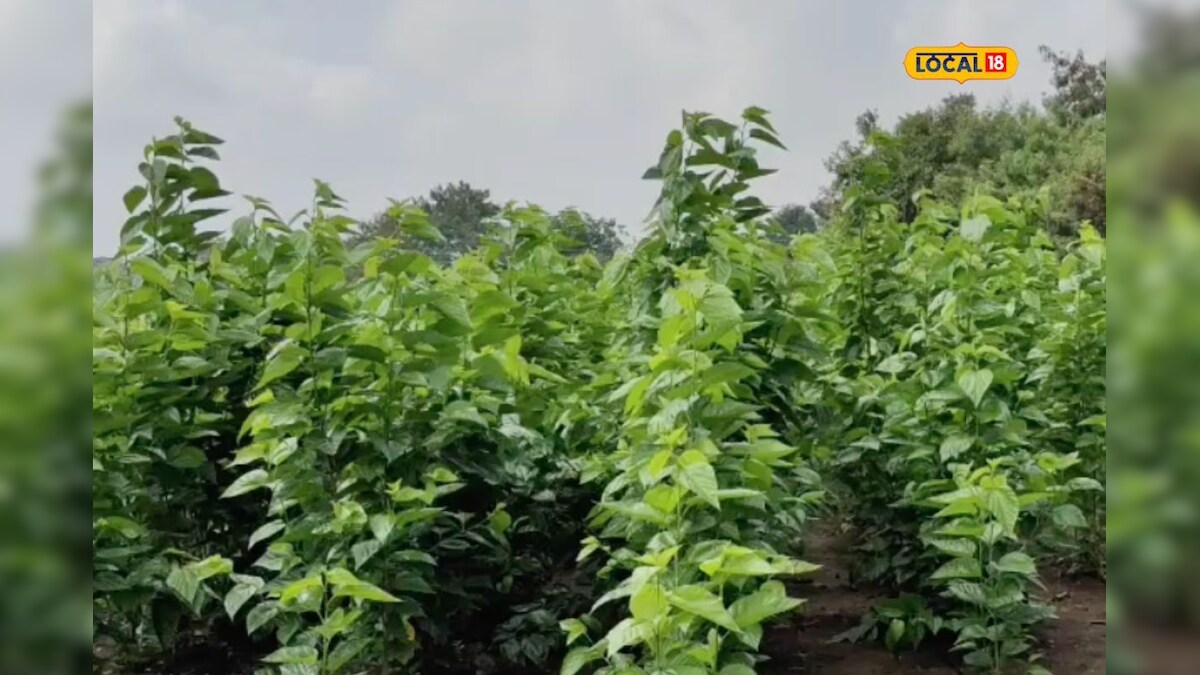 रेशम शेती करायचीय? मिळतंय अनुदान; असा घ्या लाभ – News18 मराठी