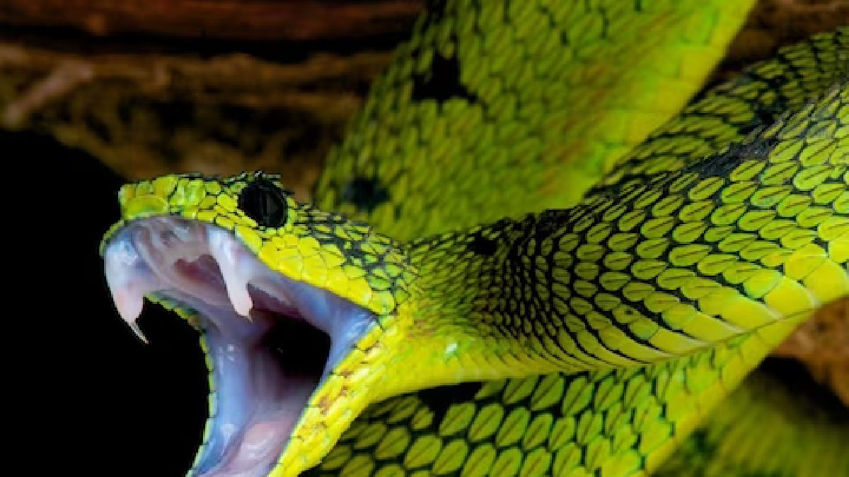 Animal Knowledge - विषारी प्राण्यांवर त्यांच्या विषाचा परिणाम का होत ...