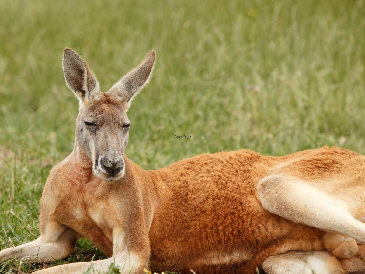 असे प्राणी ज्यांचे सर्वात मोठे कान, अशा आकारामुळे दिसतात ही विचित्र ...