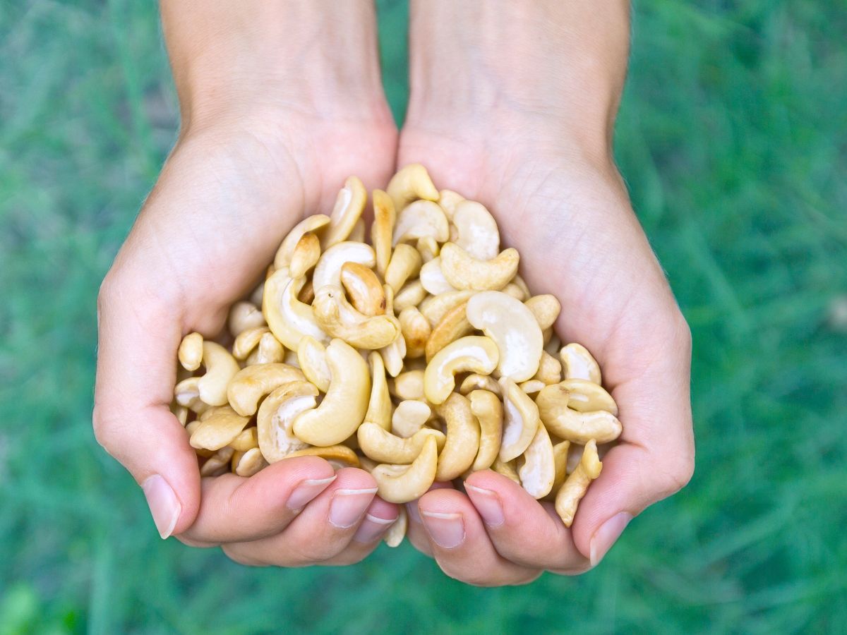 Real Cashew : तुम्ही नकली काजू तर खात नाही ना? या पद्धतीने ओळखा खऱ्या ...