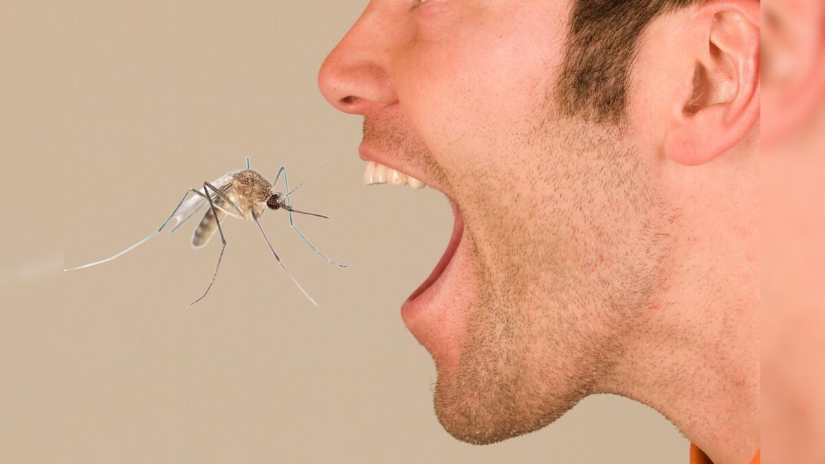 इथं लोक खात आहेत डास, होतोय आश्चर्यकारक फायदा; VIDEO VIRAL african ...