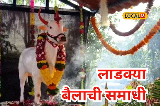 Video : महाराष्ट्र केसरी बैलाचं अकाली निधन, लाडक्या खंड्याची मालकानं ...