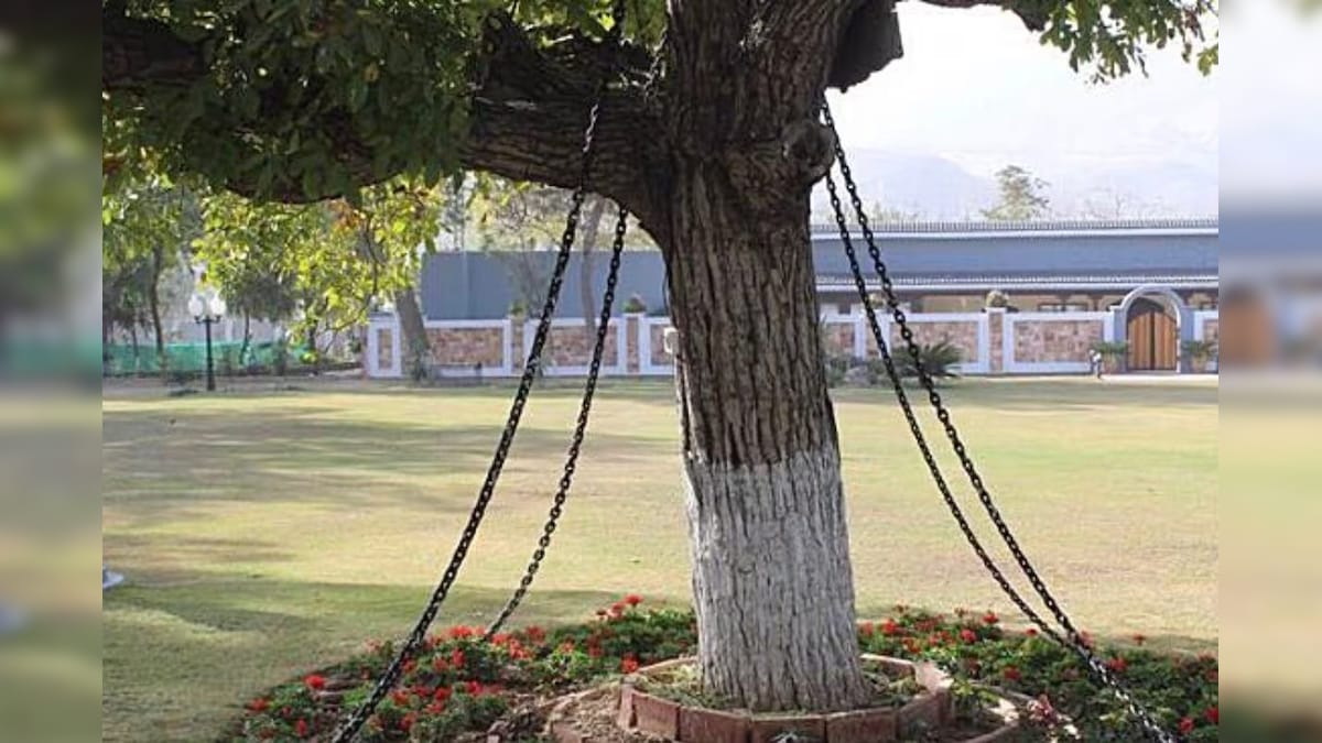 ऐकावं ते नवल! झाडाला केली अटक, लोखंडी साखळदंडांनी ठेवलंय बांधून; कारण ...