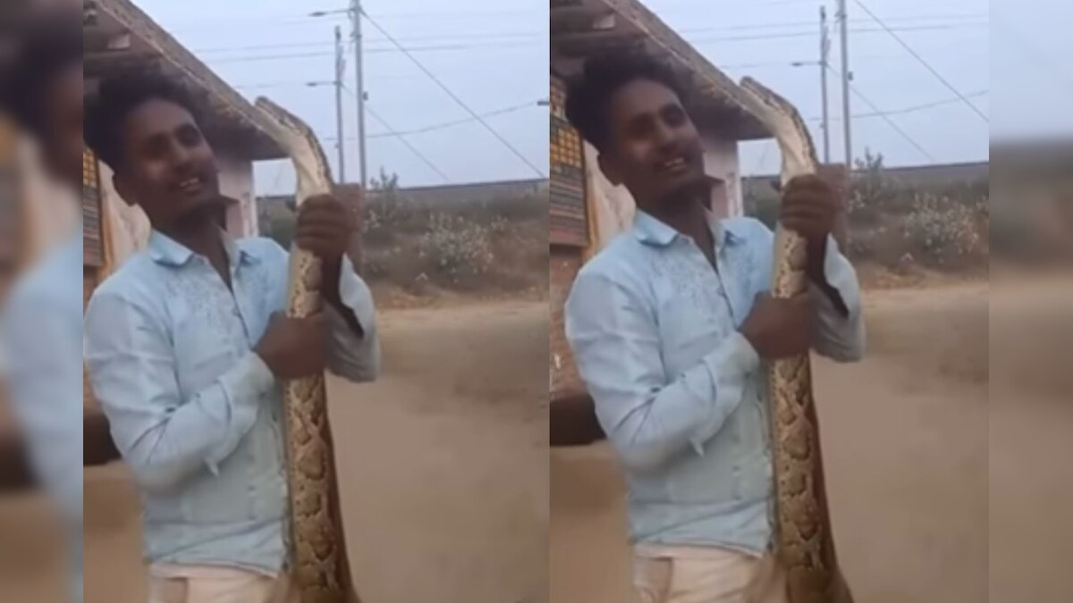 अजगरासोबत खेळण्याची चुक करुन बसला आणि धक्कादायक प्रकार घडला, पाहा Video ...