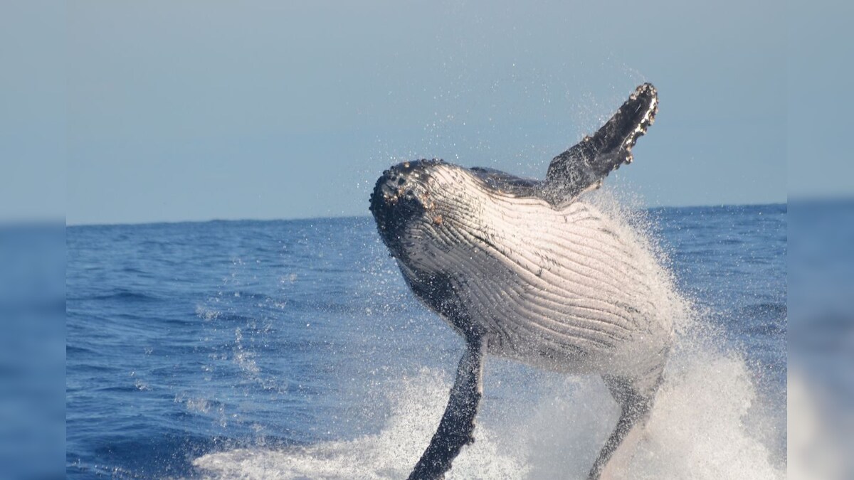 जिवंत व्हेल माशापेक्षा मृत मासा धोकादायक, तुम्ही जवळ जाण्याची चुक ...
