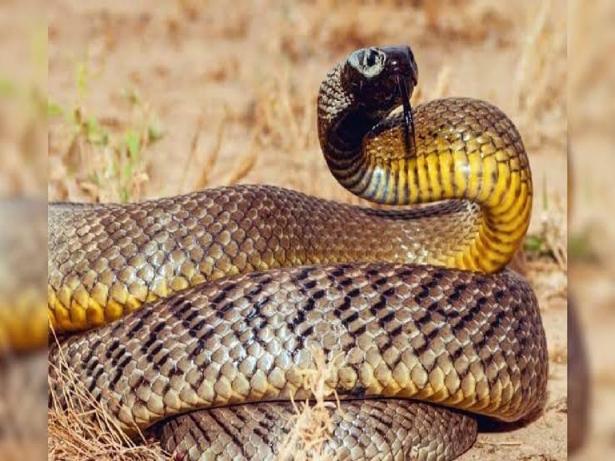 जगातील सर्वात विषारी साप! याच्यासमोर किंग कोब्राचं विषही फिकं; चावल्यास ...