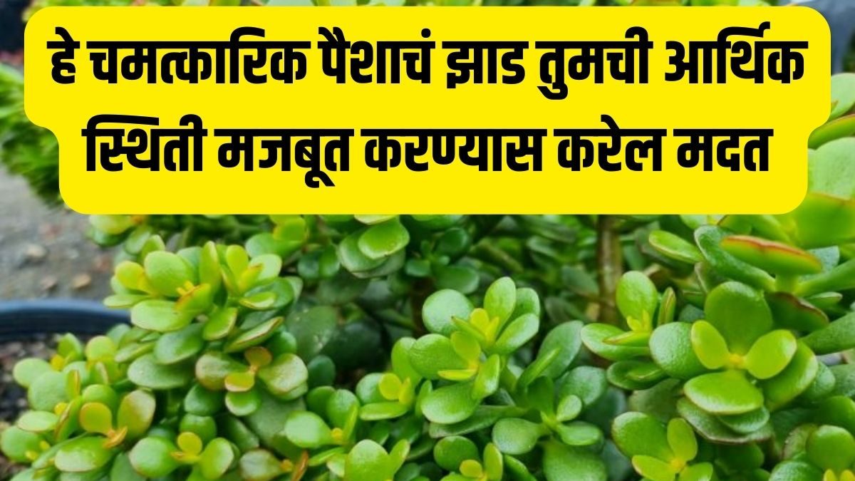 Vastu Tips: हे चमत्कारिक पैशाचं झाड तुमची आर्थिक स्थिती मजबूत करण्यास ...