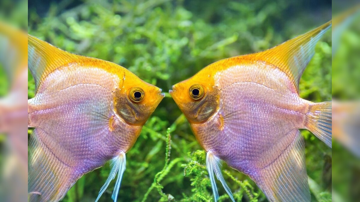 अजब प्रकरण! माशांच्या रोमान्समुळे माणसांची उडाली झोप; भानगड काय? fishes ...