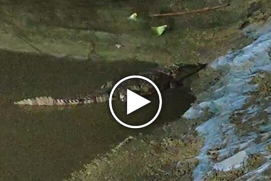 शेततळ्यात महाकाय मगर! 200 किलो वजन अन् 8 फूट लांब; वनखात्याच्या नाकी नऊ, Video – News18 मराठी