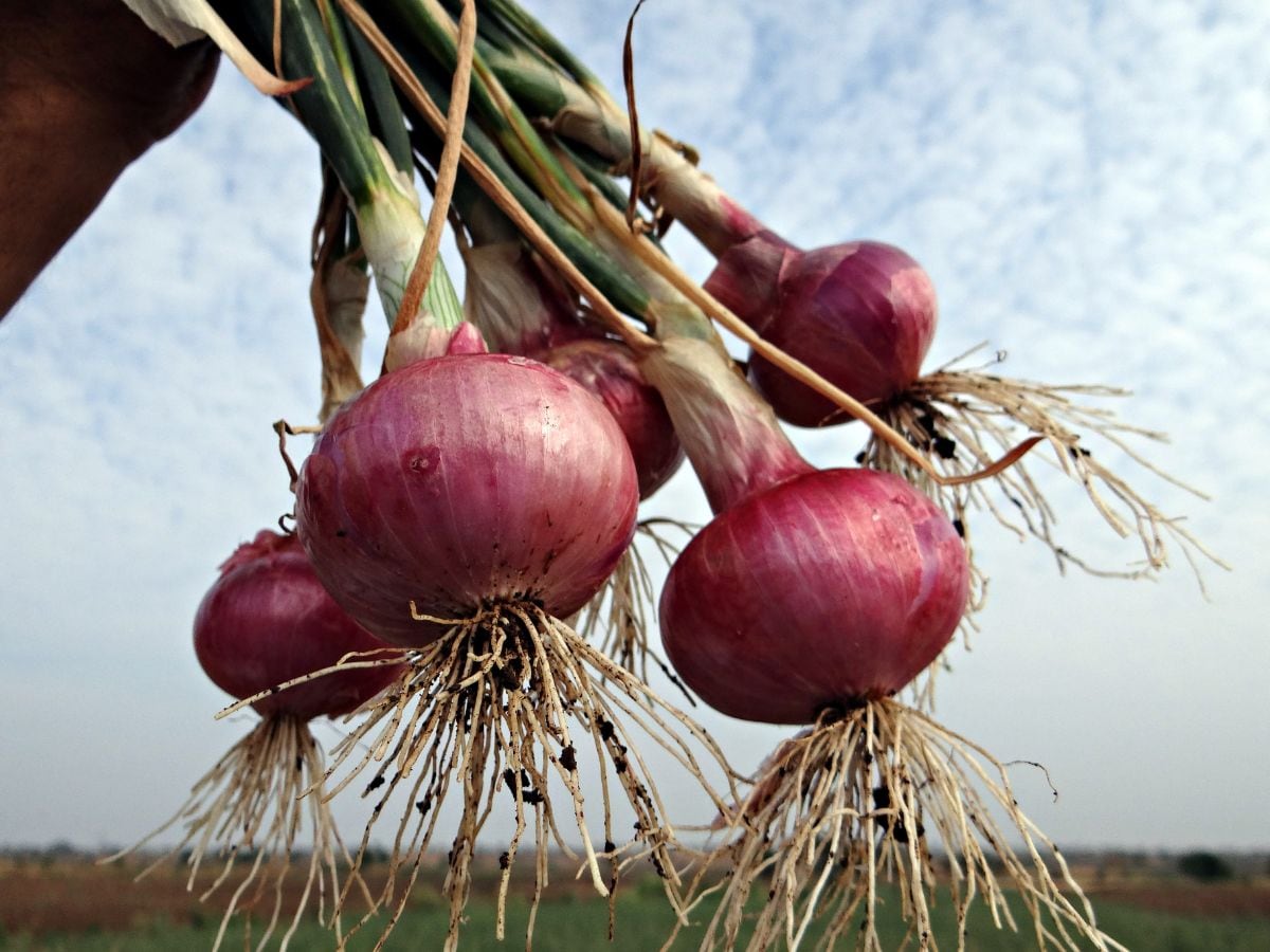 Onion: कापताना रडवणारा कांदा आला कुठून, काय आहे इतिहास? – News18 मराठी