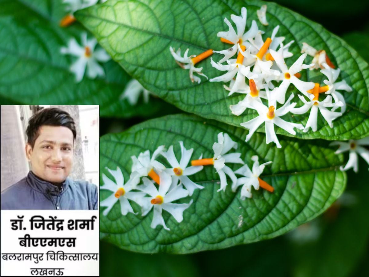 Health Tips : ही वनस्पती आहे औषधी गुणांचा खजिना, 'या' 6 आजारांवर रामबाण ...